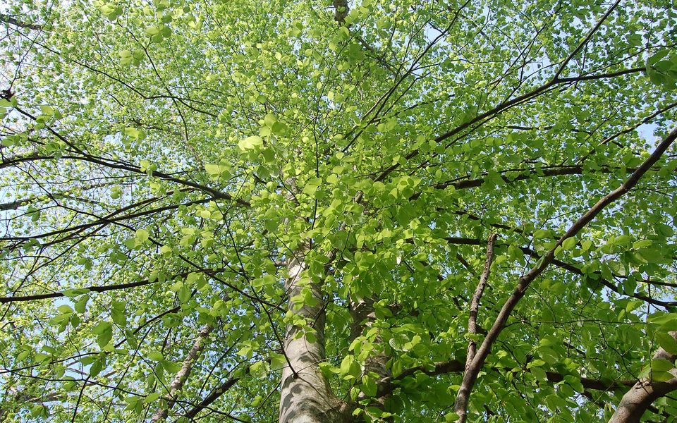 Tulip Tree Trail | Crystal Bridges Museum of American Art