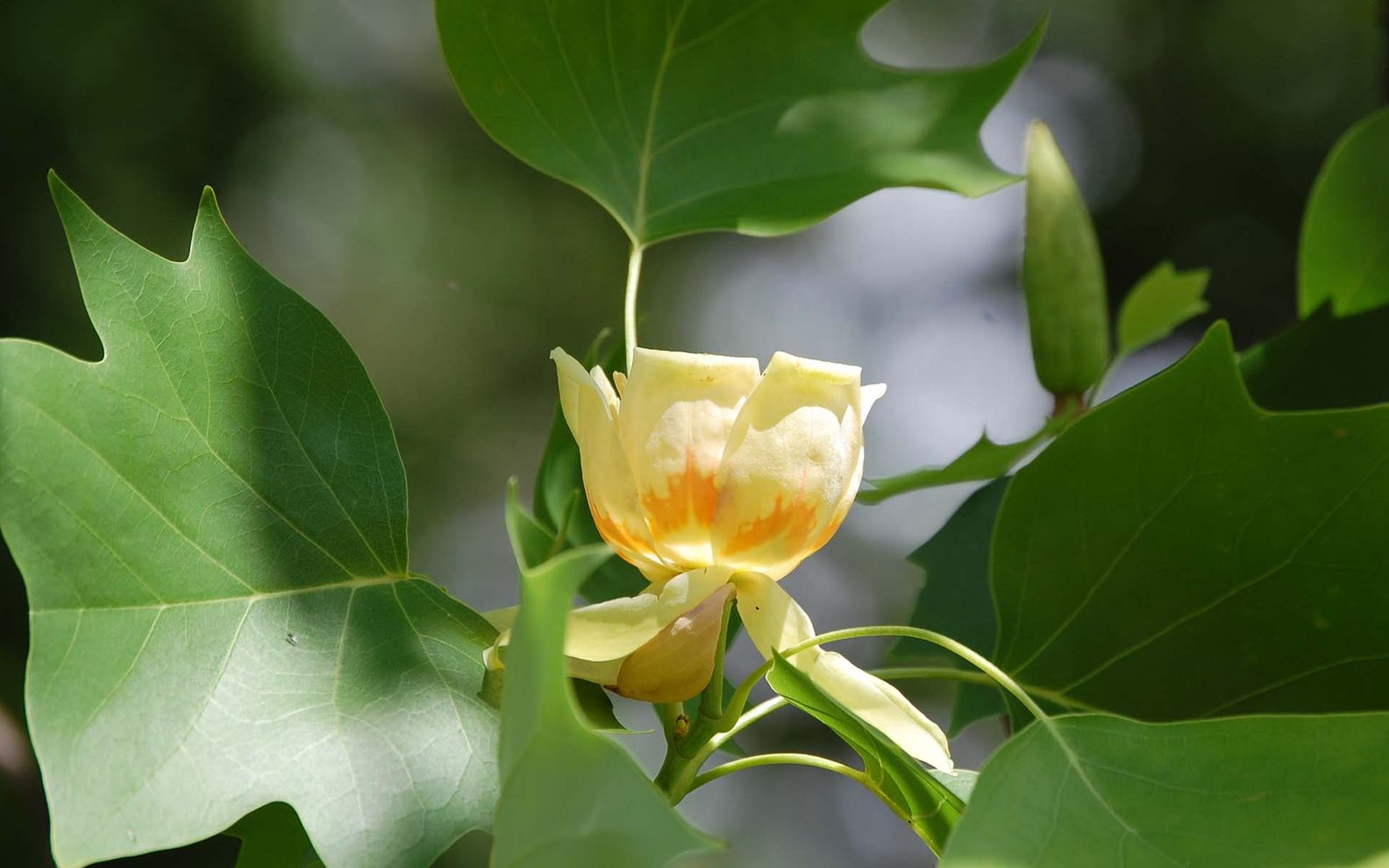 Tulip Tree Trail | Crystal Bridges Museum of American Art