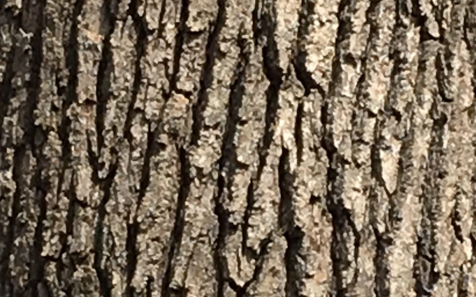 Plant Guide | Crystal Bridges Museum of American Art
