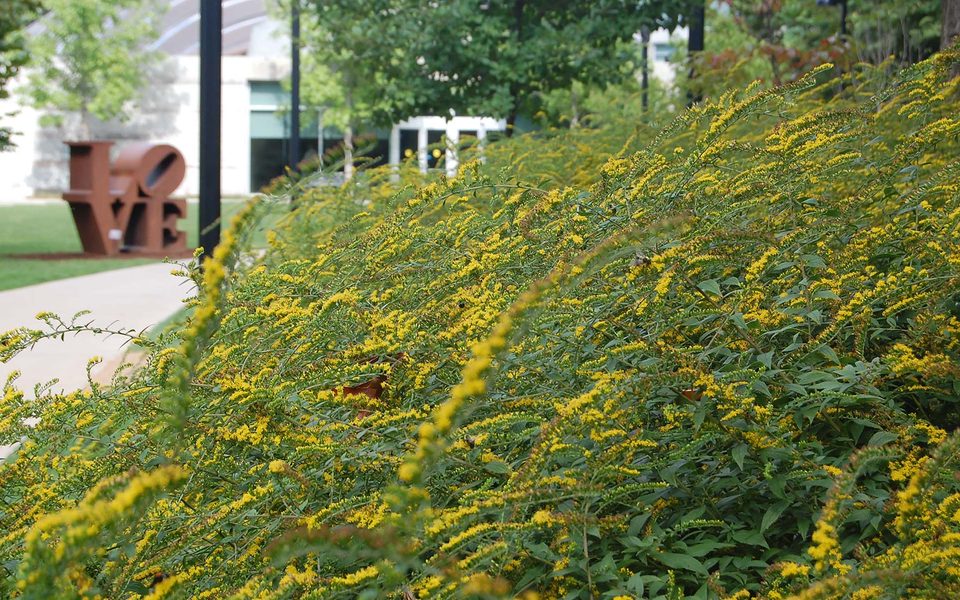 CB Fall Guide | Crystal Bridges Museum of American Art