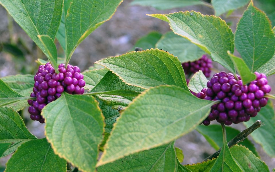 Plant Guide | Crystal Bridges Museum of American Art